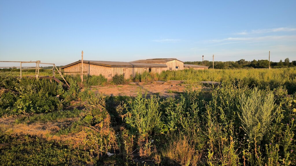 Hayvancılık Животноводческое хозяйство, Nijegorodskaya oblastı, foto