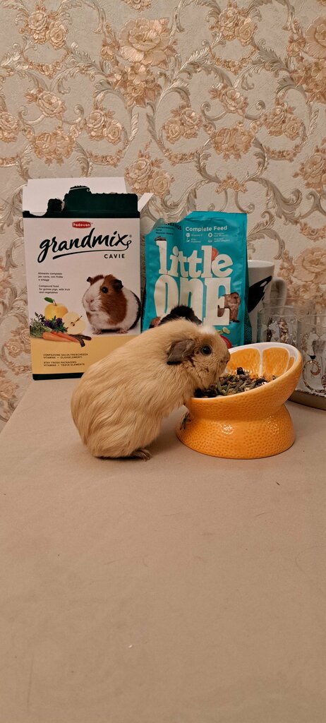 Petshop Bethowen, Moskova, foto