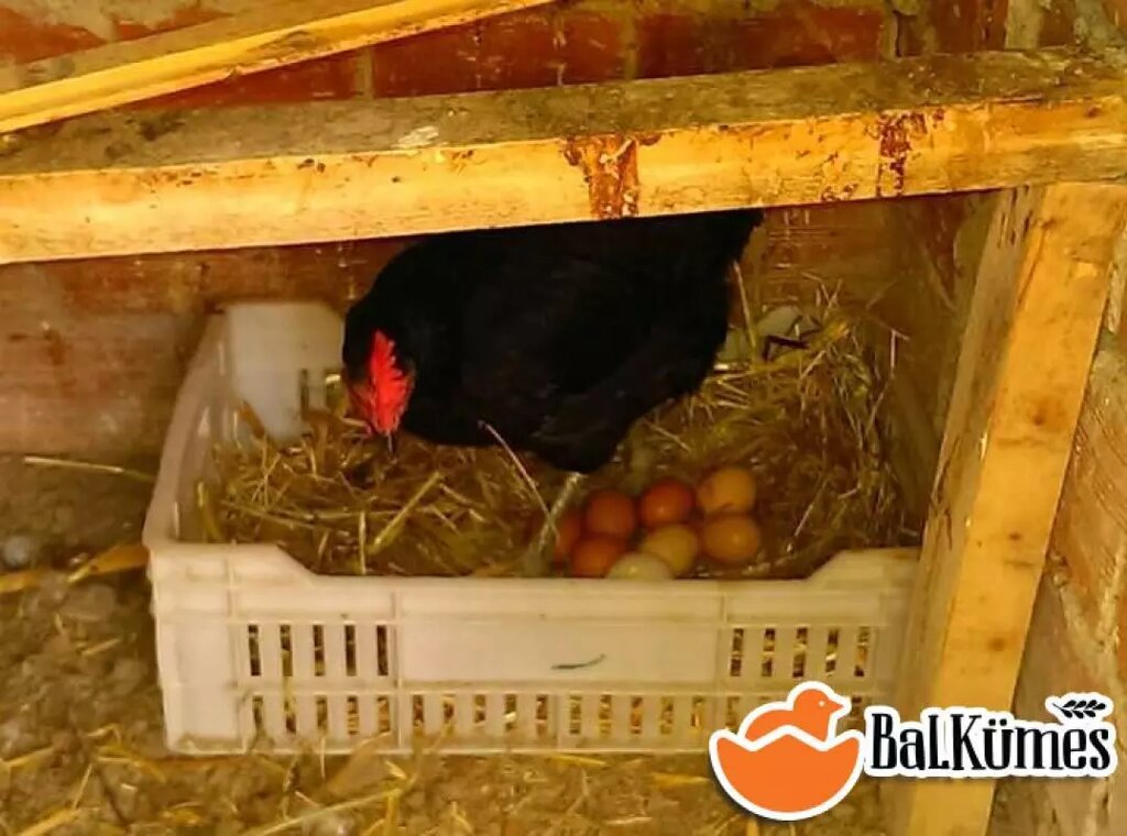 Kanatlı hayvan ürünleri ve yumurta Dursunbey Yarka Tavukçuluk, Dursunbey, foto