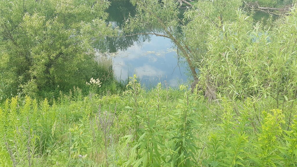 Plaj Beach, Moskova ve Moskovskaya oblastı, foto