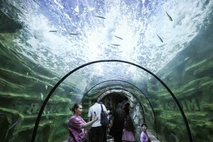 Oceanarium (улица Дражинского No:50Б), akvaryumlar  Yalta'dan