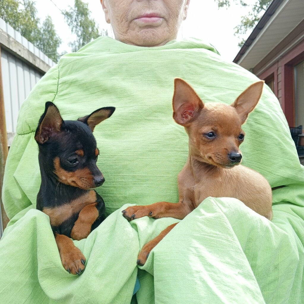 Evcil hayvan yetiştiricileri Pitomnik Toriki Ta-Ro, Saint‑Petersburg, foto