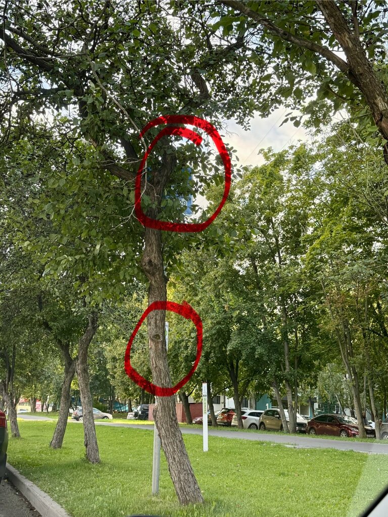 Otopark alanı Парковочная зона № 4053, Moskova, foto