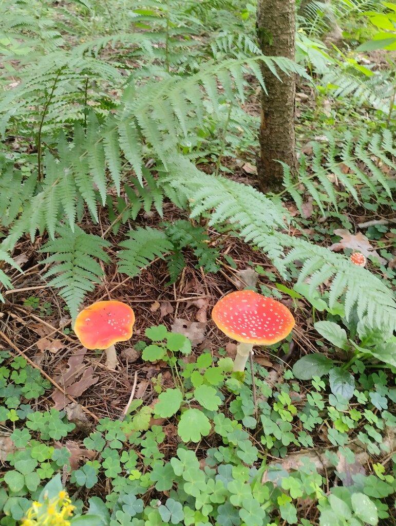 Hukuk büroları Юрист Щенникова Ольга, Dmitrov, foto