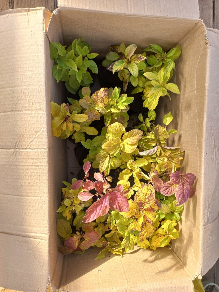 Bahçecilik mağazaları Питомник растений Томского лесотехнического техникума, Tomskaya oblastı, foto