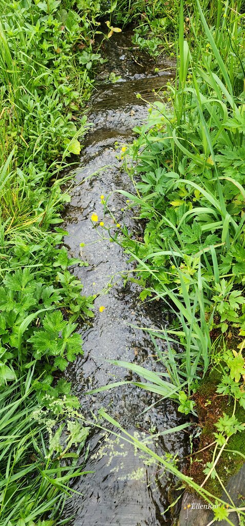 Pınar, çay Spring, stream, Çeliabinskaya oblastı, foto