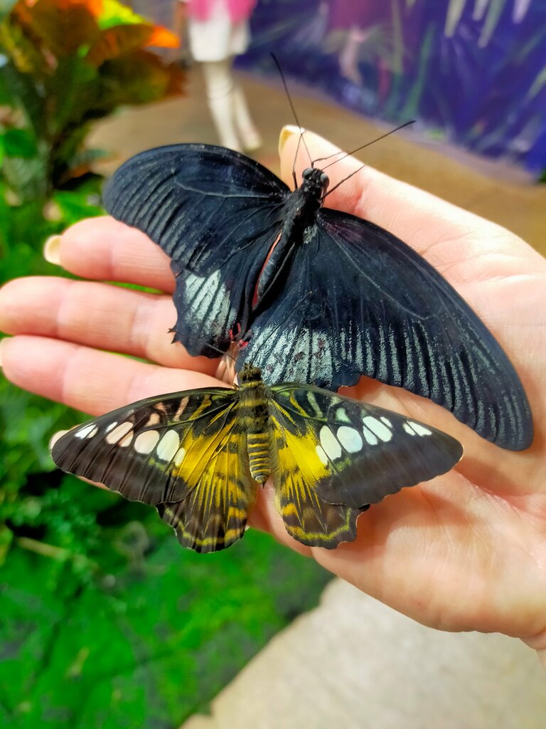 Sergi salonları, galeriler Выставка живых бабочек, Puşkino, foto