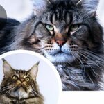 Guardiancoon (No:105, Севастополь), evcil hayvan yetiştiricileri  Sevastopol'dan
