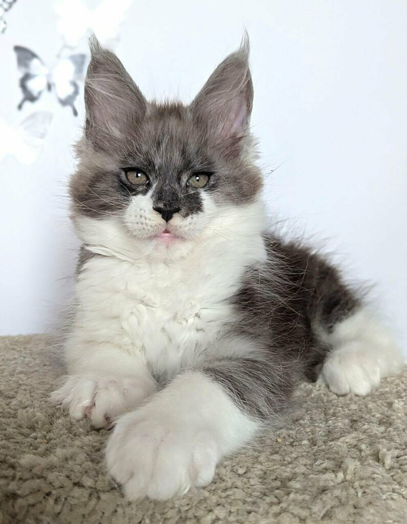 Evcil hayvan yetiştiricileri Афина питомник мейн кунов, Kazan, foto