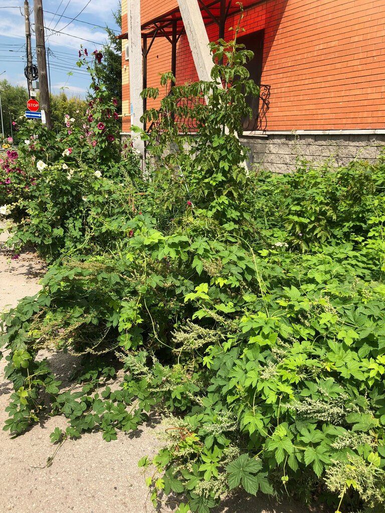 Huzurevi, bakımevi Долголетие, Ulyanovsk, foto