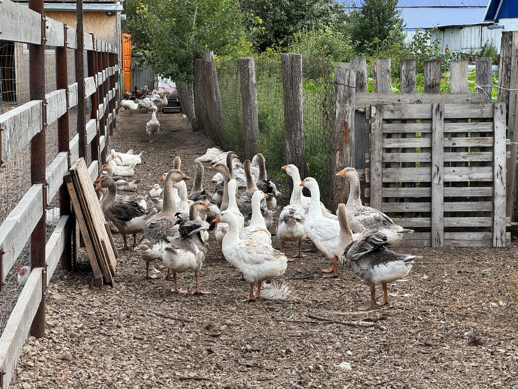 Hayvanat bahçeleri Весёлая Ферма, Başkurdistan, foto