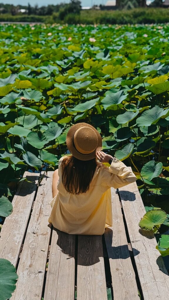 Kafe Lotuses of Almaty, Almatı eyaleti, foto