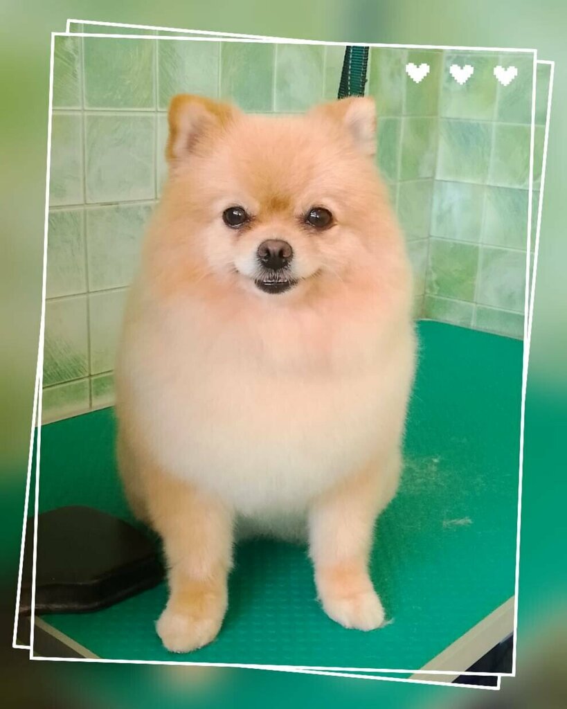 Evcil hayvan kuaförleri Gruming, Vidnoye, foto