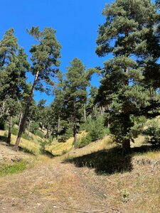 Piknik alanı Çat Yaylası, Çayıralan, foto