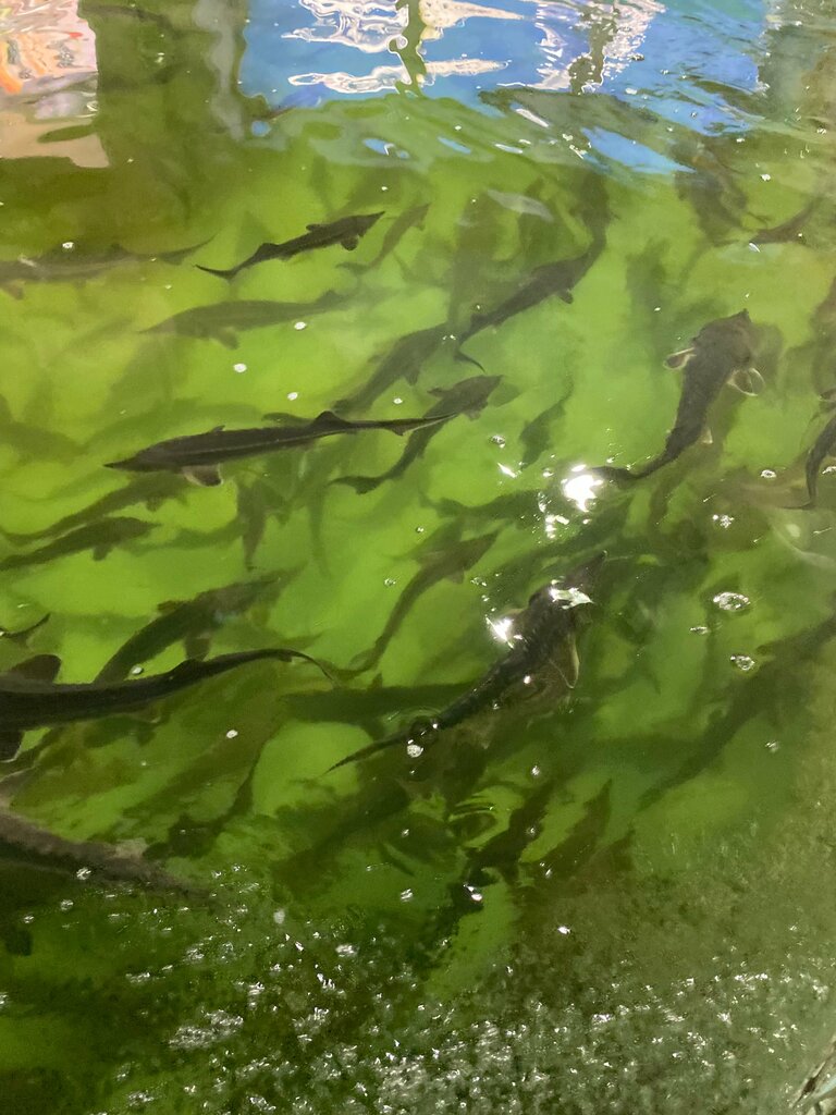 Çiftlik tatili Осетровая ферма, Çeliabinskaya oblastı, foto