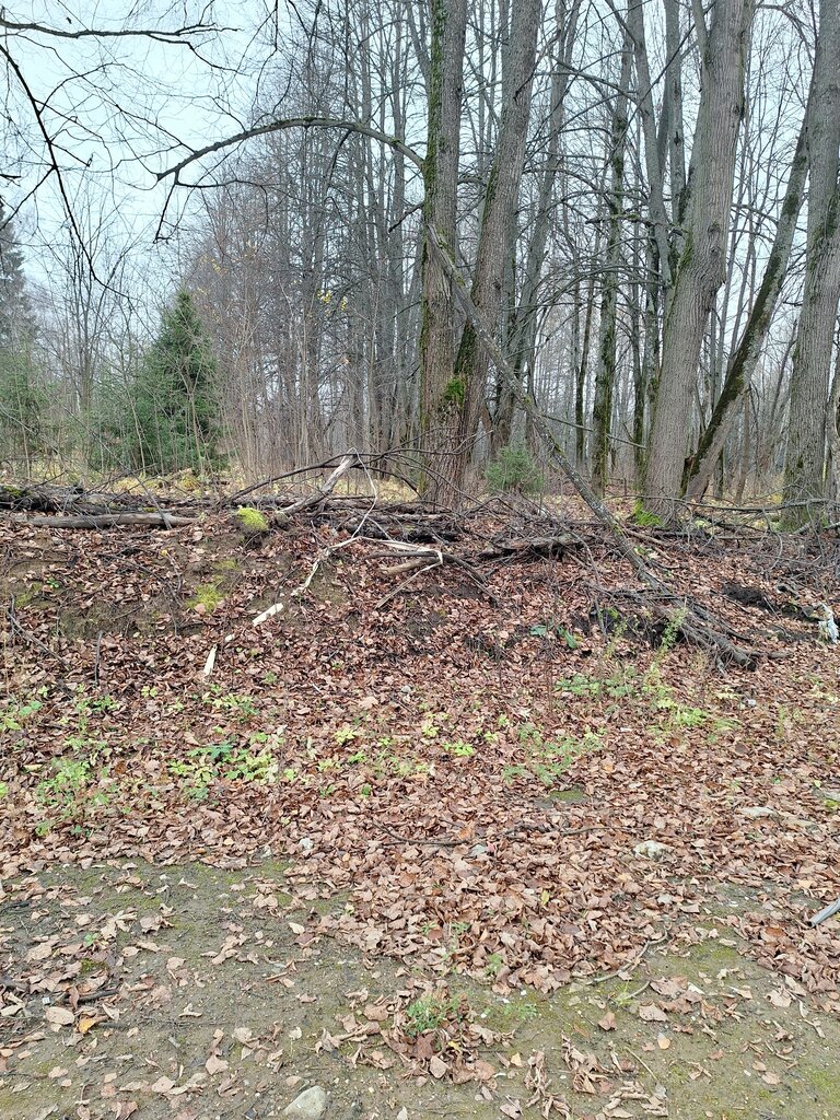 Unutulmaz olayların yeri Пионерский лагерь Горизонт, Moskova ve Moskovskaya oblastı, foto