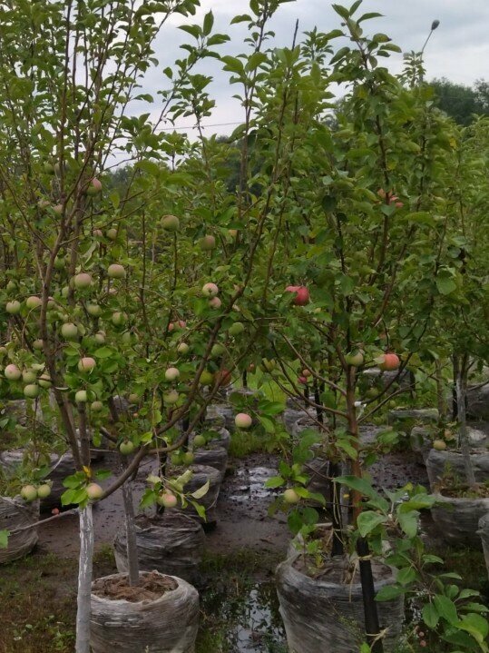 Sera ve bahçe ürünleri Вишня черешня груша, Moskova ve Moskovskaya oblastı, foto