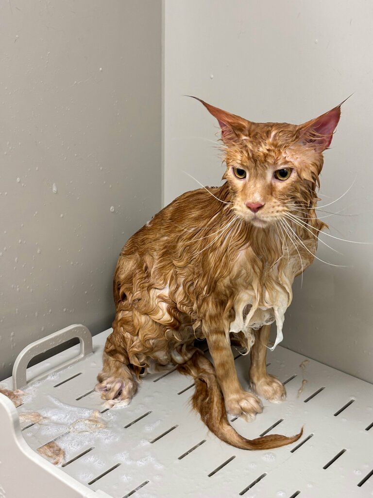 Evcil hayvan kuaförleri Groomania, Çeliabinskaya oblastı, foto