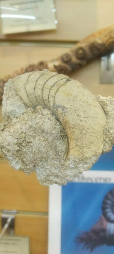 Kurs Музей естественной истории центральной России, Moskova, foto