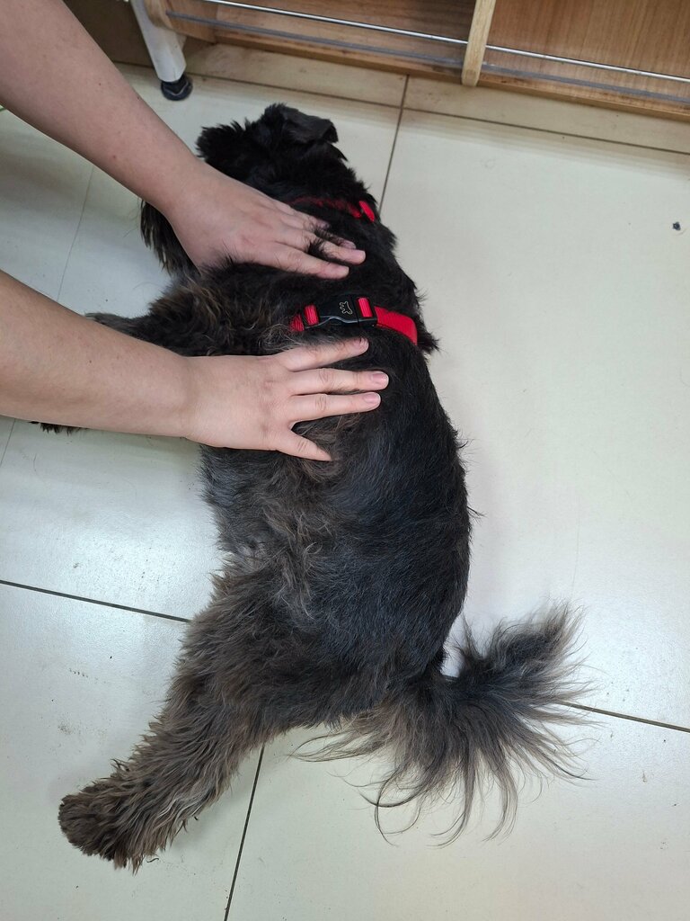 Petshop Зооград, Izhevsk, foto