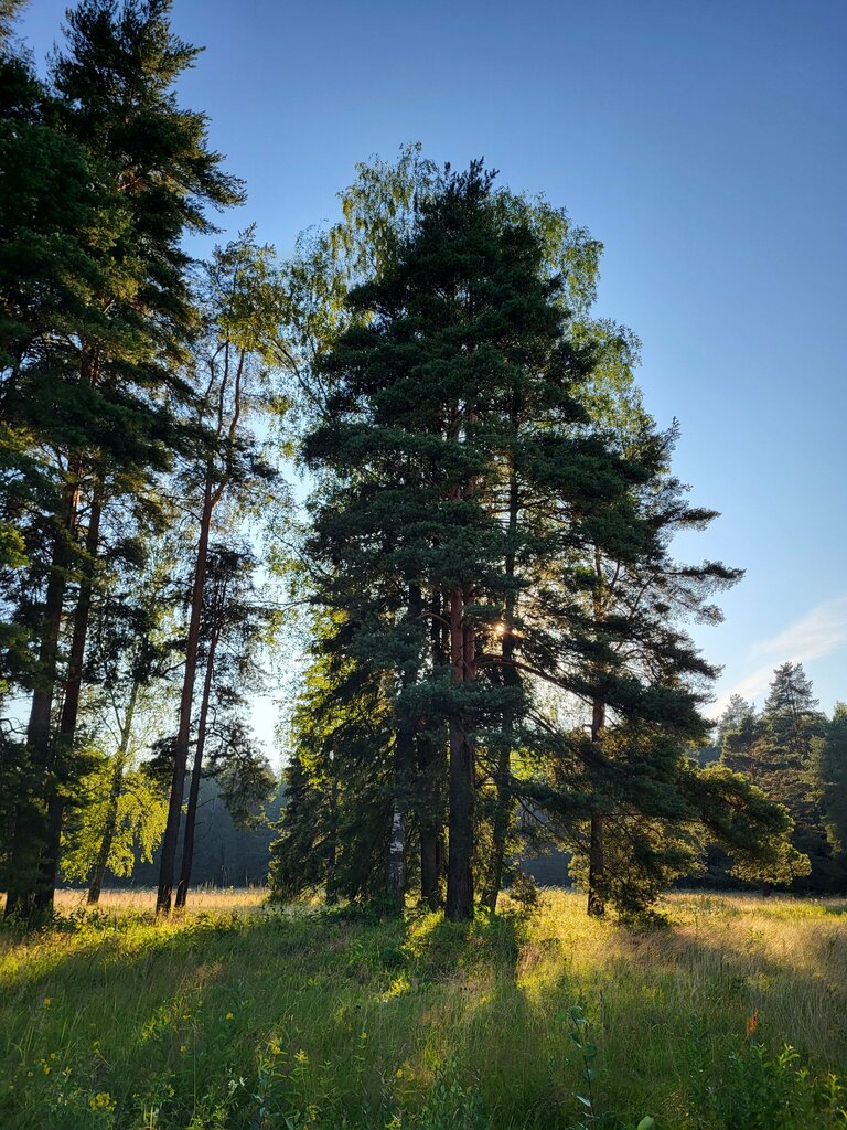 Doğa Белая Береза, Pavlovsk, foto