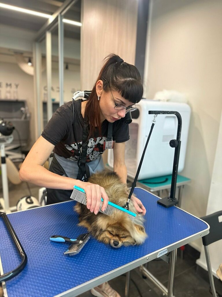 Meslek kursları International Grooming Academy Milord, Moskova, foto