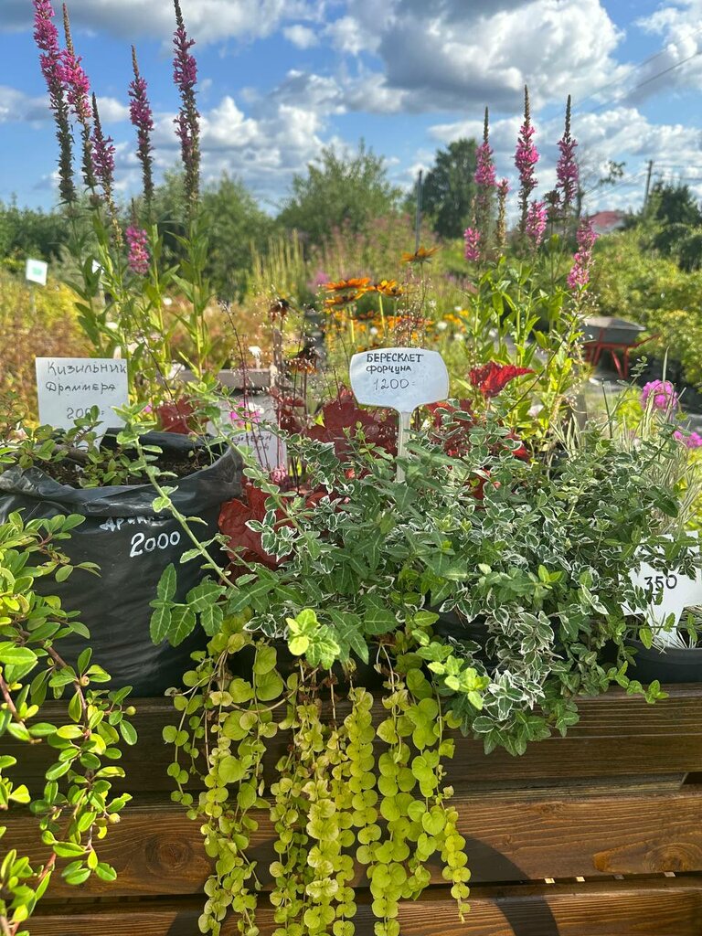 Fidan yetiştiriciliği 100kustov, Saint‑Petersburg ve Leningradskaya oblastı, foto