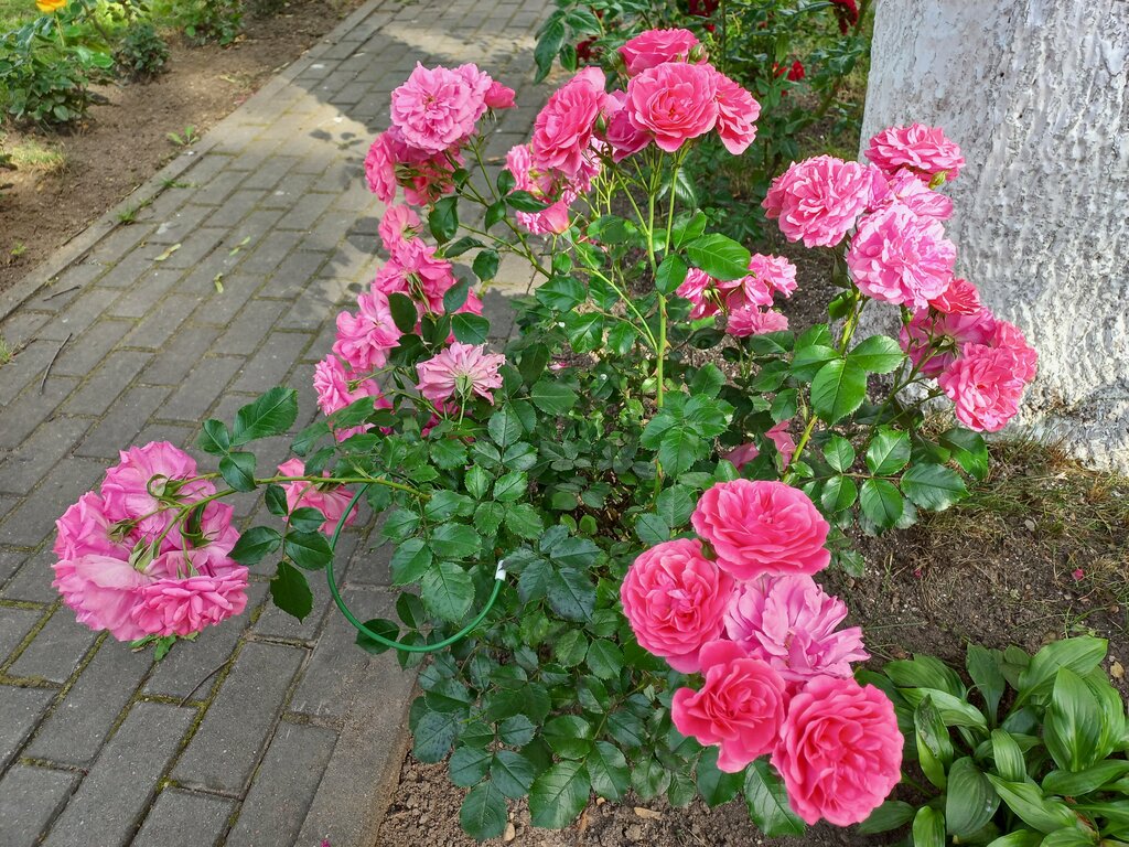 Turistik yerler Розарий Дух Эльбы, Minsk, foto