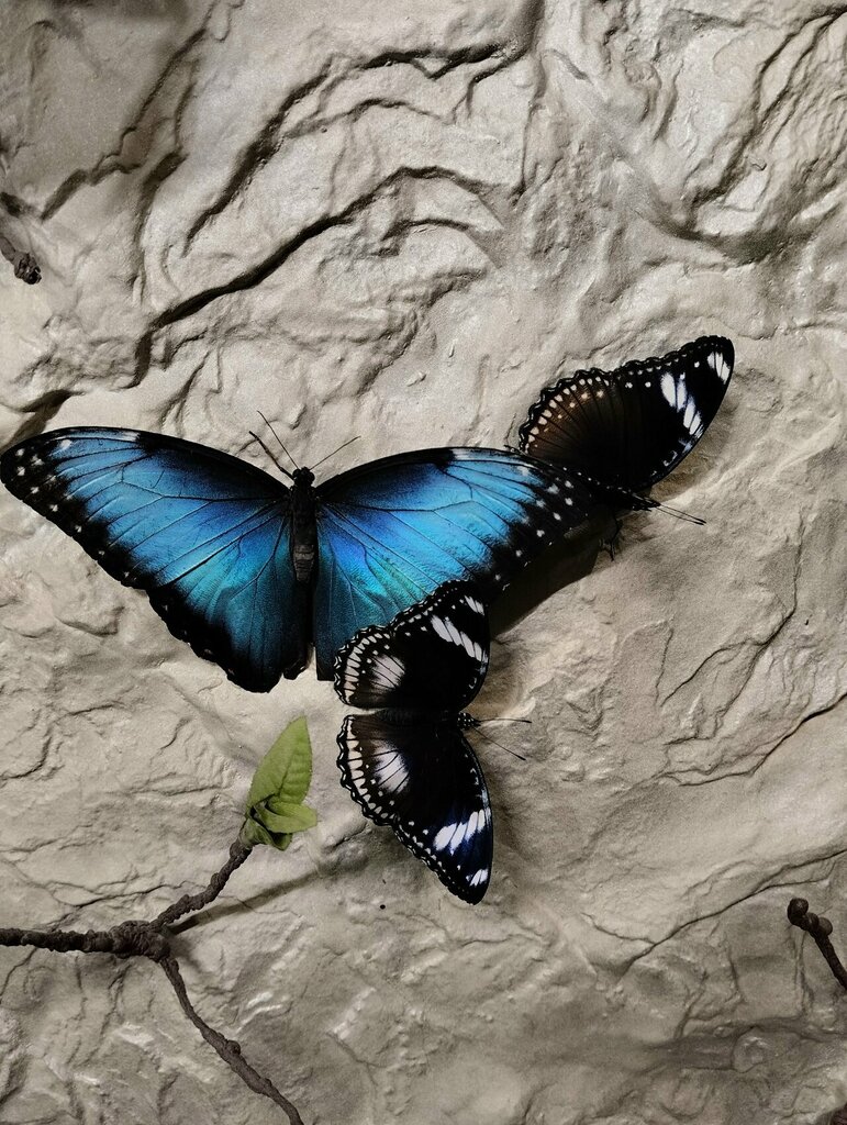 Eğlence merkezleri Butterfly garden, Moskova, foto