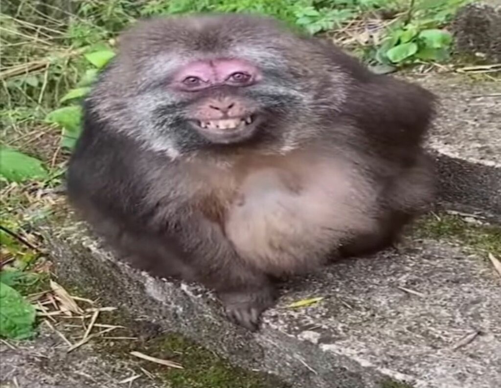 Hayvan muhafazaları Вольер мартышек, Kazan, foto