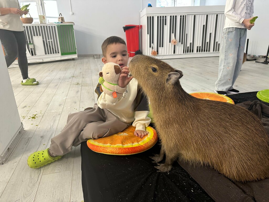 Hayvanat bahçeleri Bar Capybar, Moskova, foto