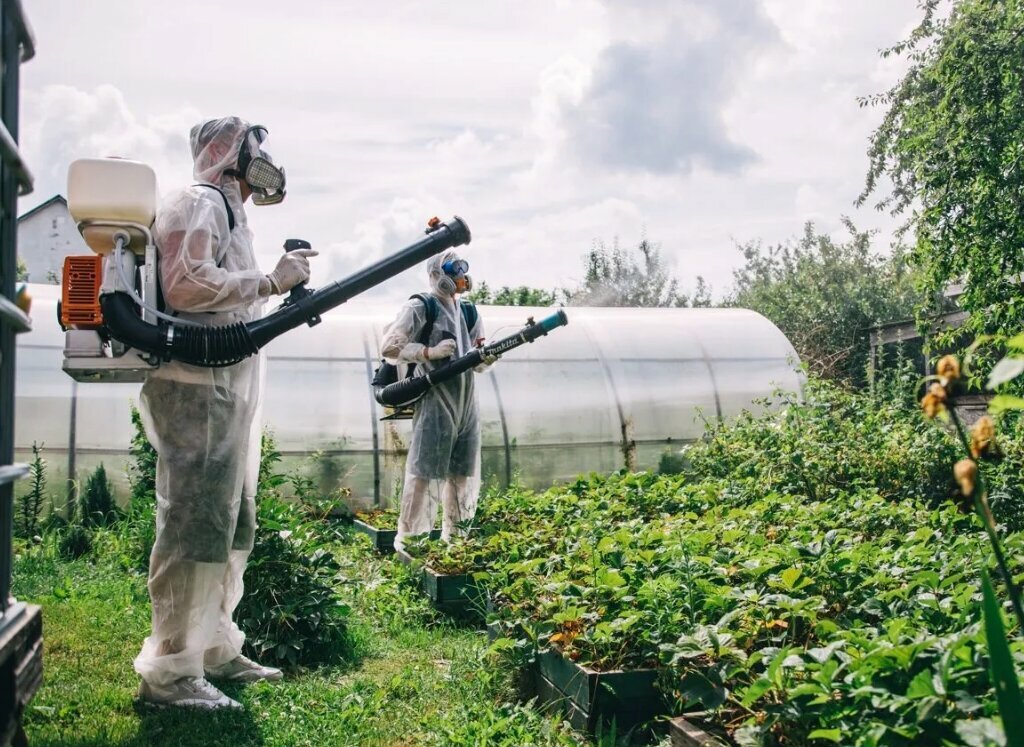 Haşere ilaçlama firmaları Ses, Mejdureçensk, foto