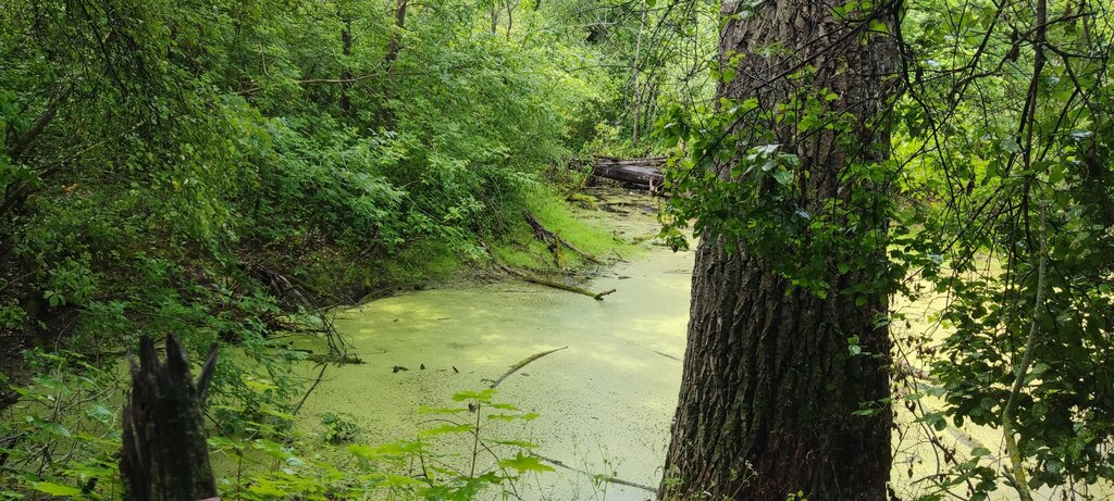 Tatil altyapısı Рок-лагерь Болото, Samara, foto