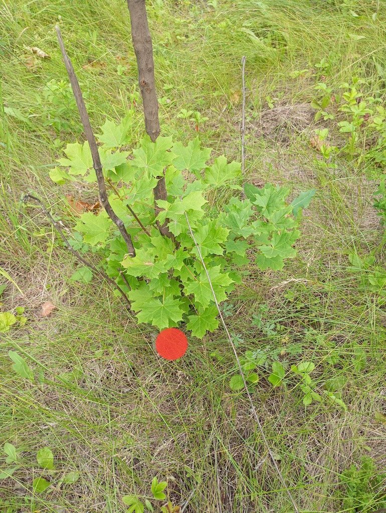 Orman Барановский лес, Lipetskaya oblastı, foto