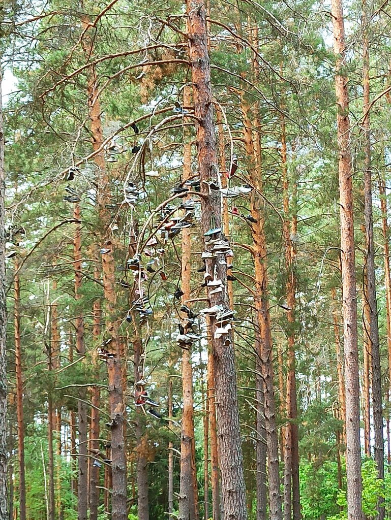 Tatil altyapısı Мех, Vitebskaya oblastı, foto