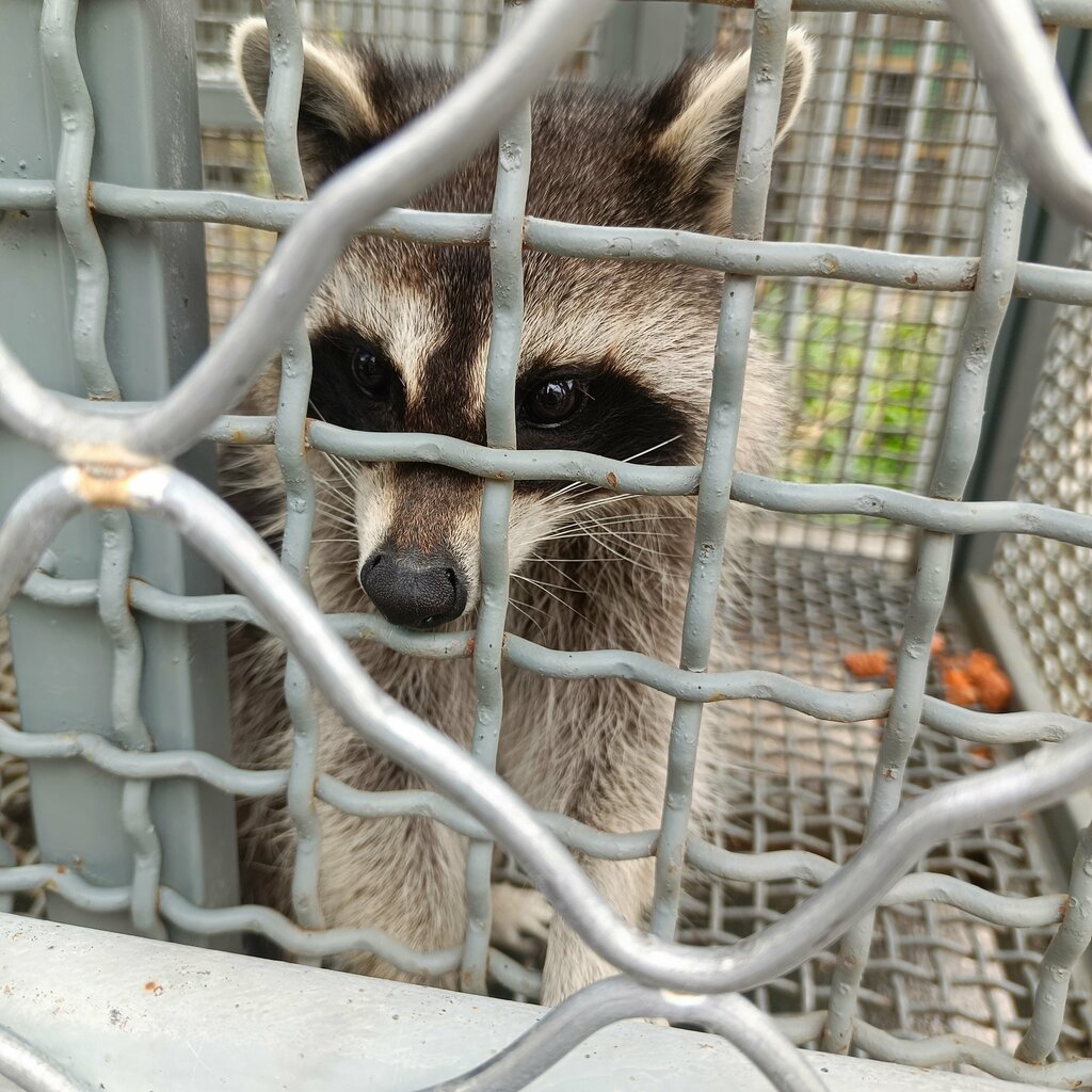 Hayvanat bahçeleri Зоопарк, Dağıstan, foto