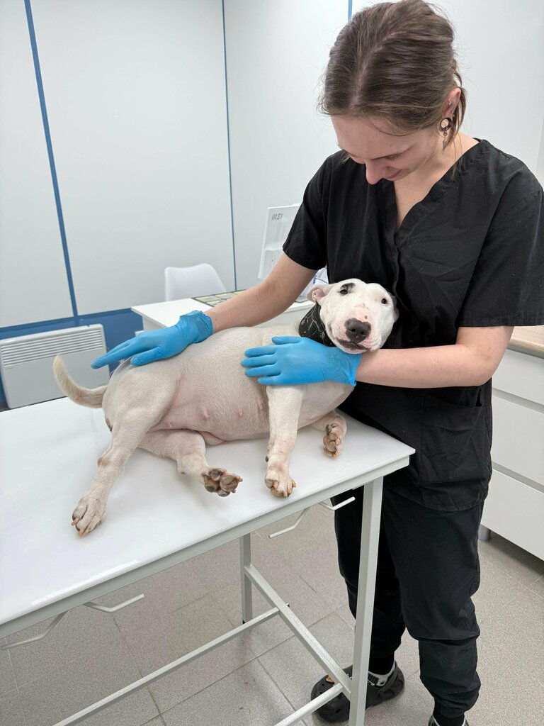 Veteriner klinikleri Blue Cross, Mytişçi, foto