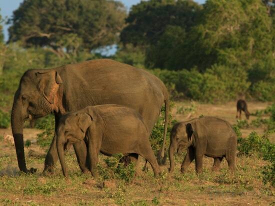 Otel Jetwing Yala, , foto