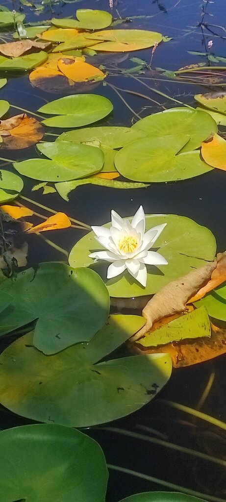 Kamp alanları Işıklı Gölü Tekne Turu ve Kamp, Çivril, foto