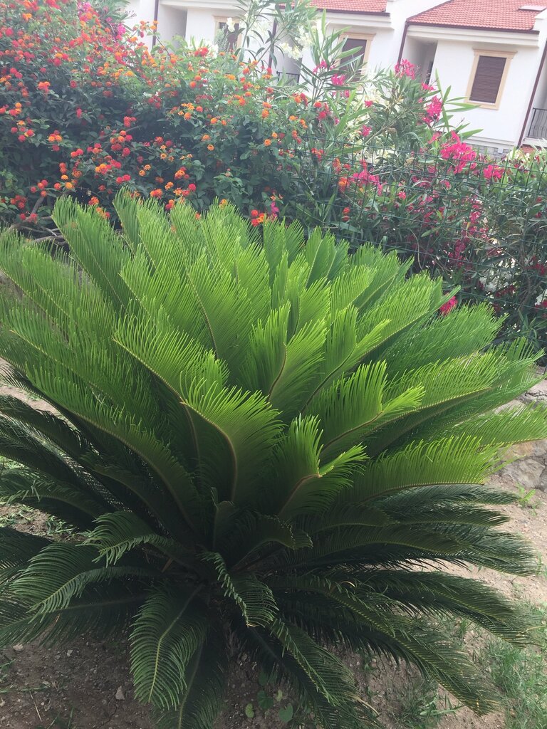 Otel Portakal Suites Datça, Datça, foto