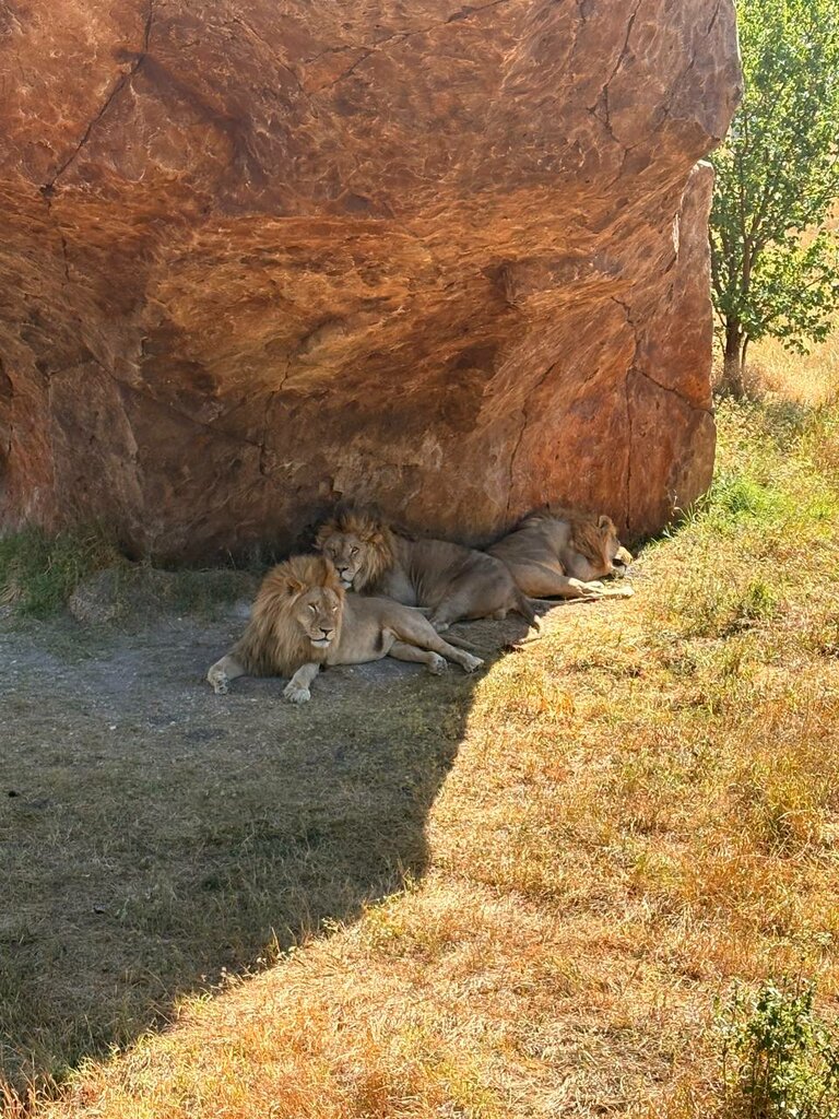 Yaz kampı Ок Олимп, Kırım Cumhuriyeti, foto