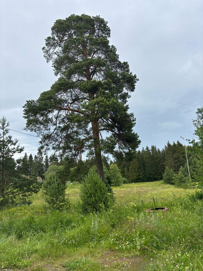 Yatılı okul Tsentr sotsialno-trudovoy adaptatsii i proforiyentatsii p. Salmi, Karelya, foto