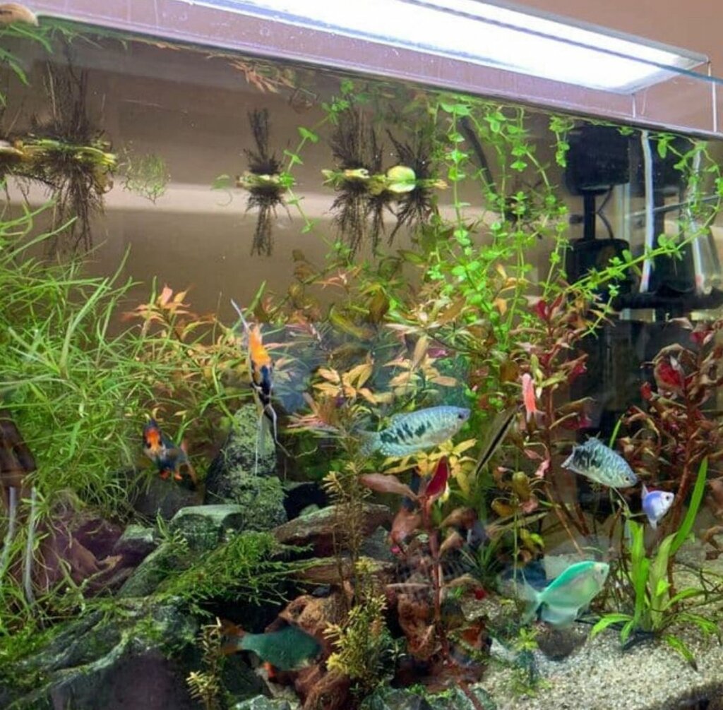 i̇ç mimarlık firmaları Design&project, Troitsk, foto