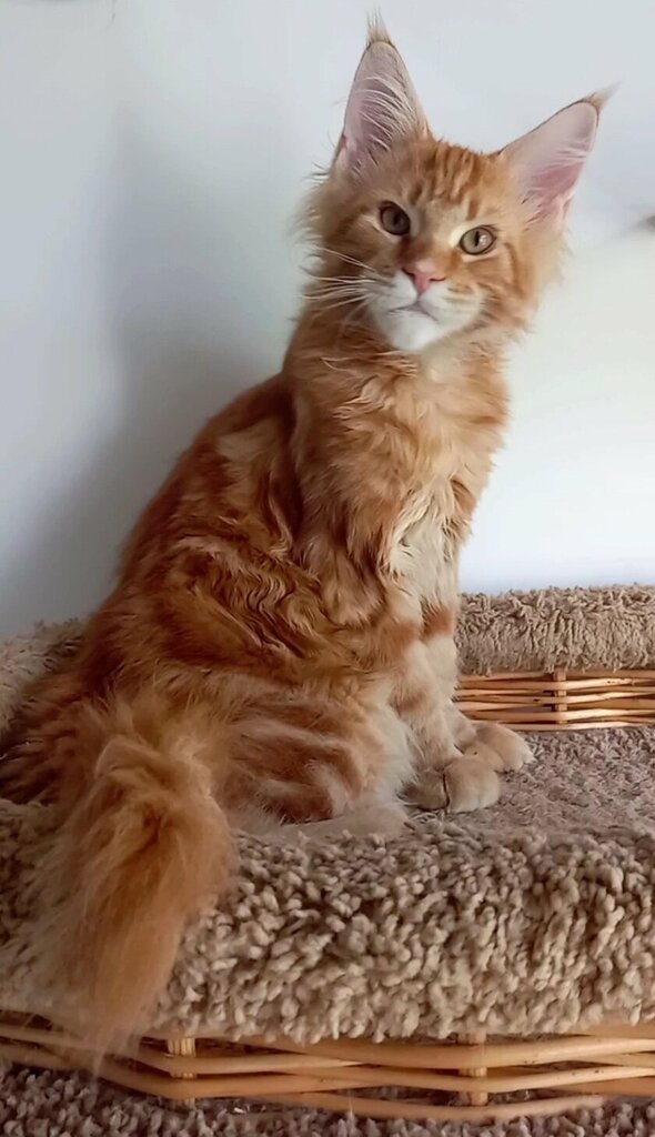 Evcil hayvan yetiştiricileri Питомник Мейн-кунов Red &Black, Lipetsk, foto