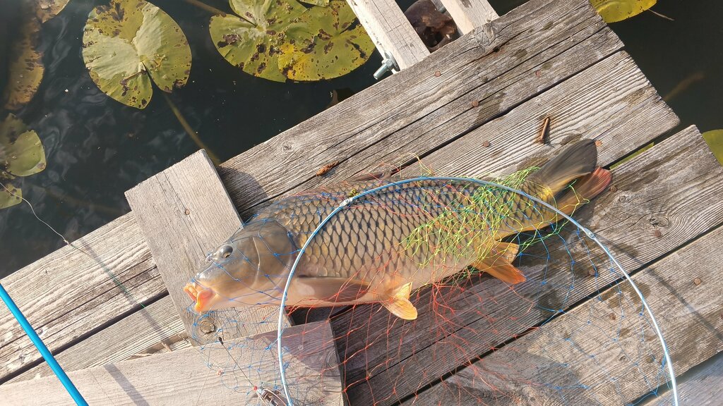 Avcılar ve balıkçılar Клуб Русская Рыбалка - озеро Глухое, Nijegorodskaya oblastı, foto