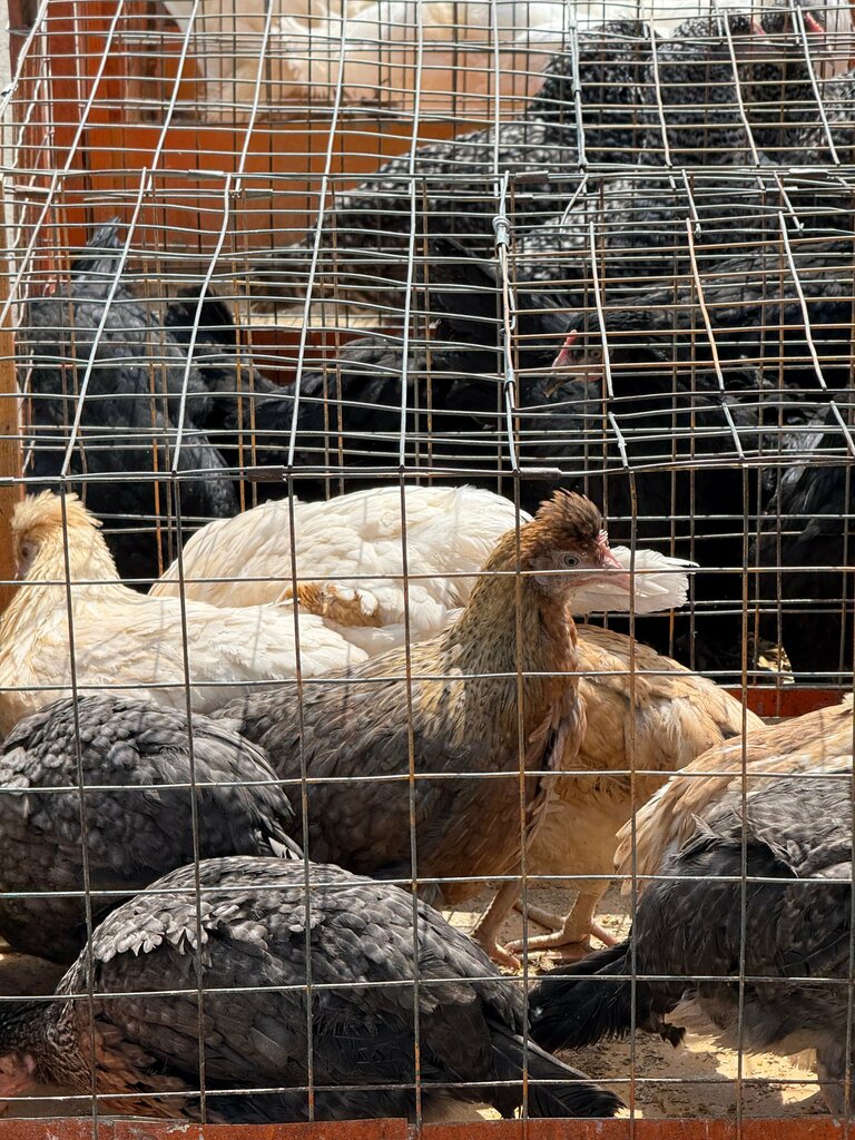 Giyim pazarı Блошиный рынок, Kaluga, foto