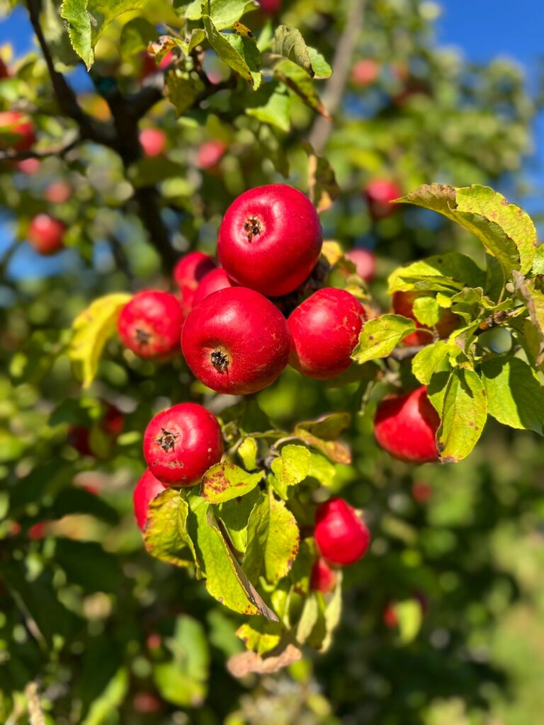 Bahçe Сады Старой Руссы, Novgorodskaya oblastı, foto