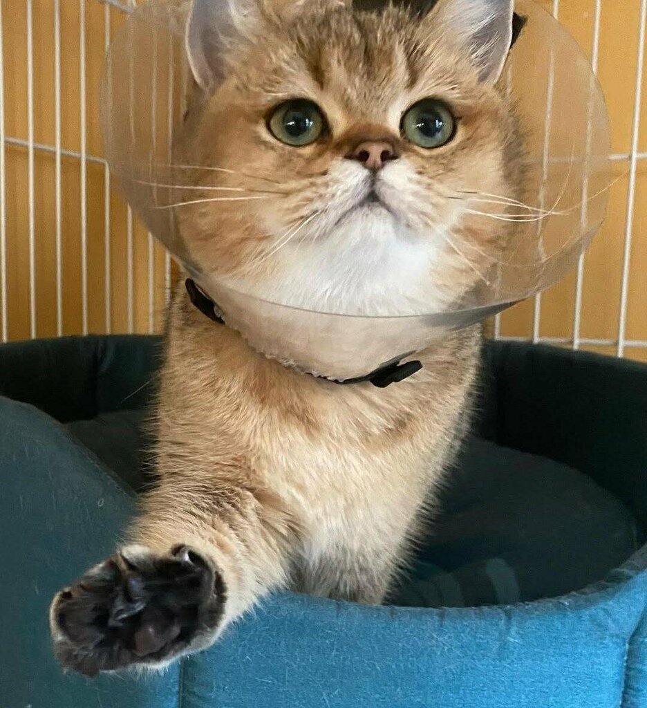 Veteriner klinikleri Белый Клык, Troitsk, foto