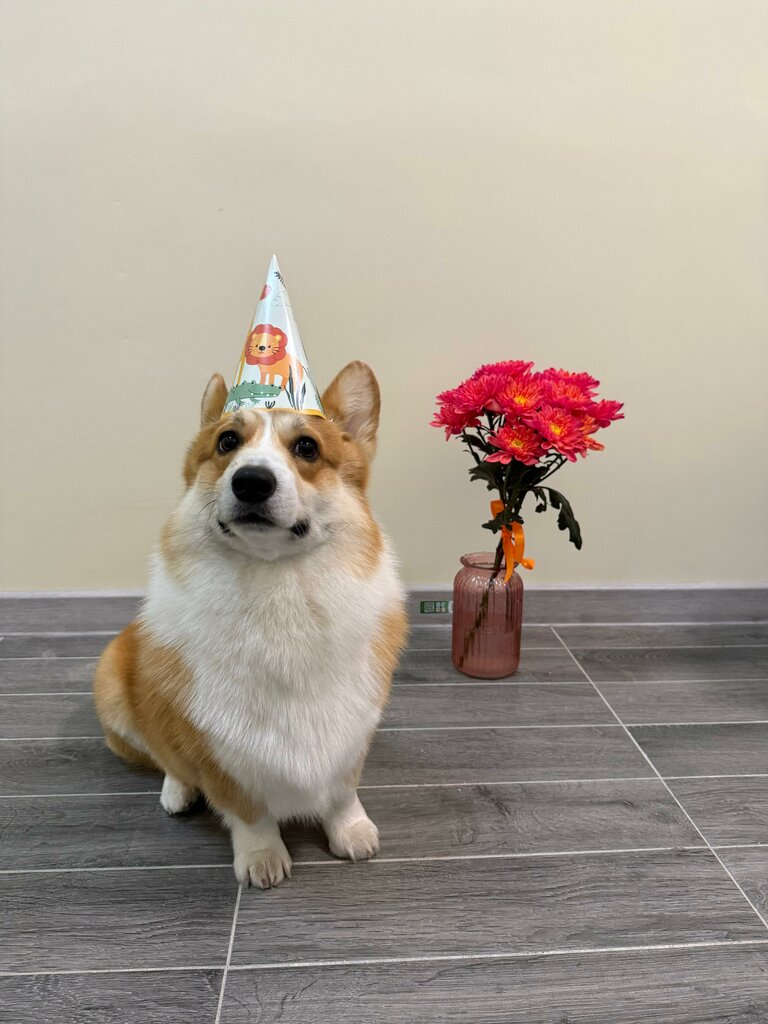 Evcil hayvan kuaförleri Astin, Lobnia, foto