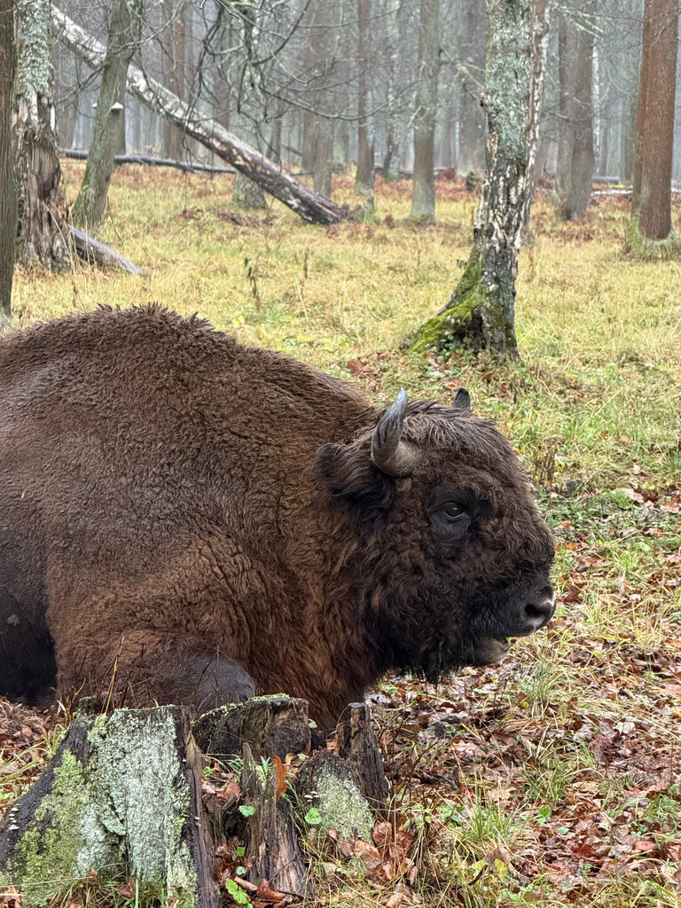 Rusya’nın vahşi hayvanları Зубр, Moskova ve Moskovskaya oblastı, foto